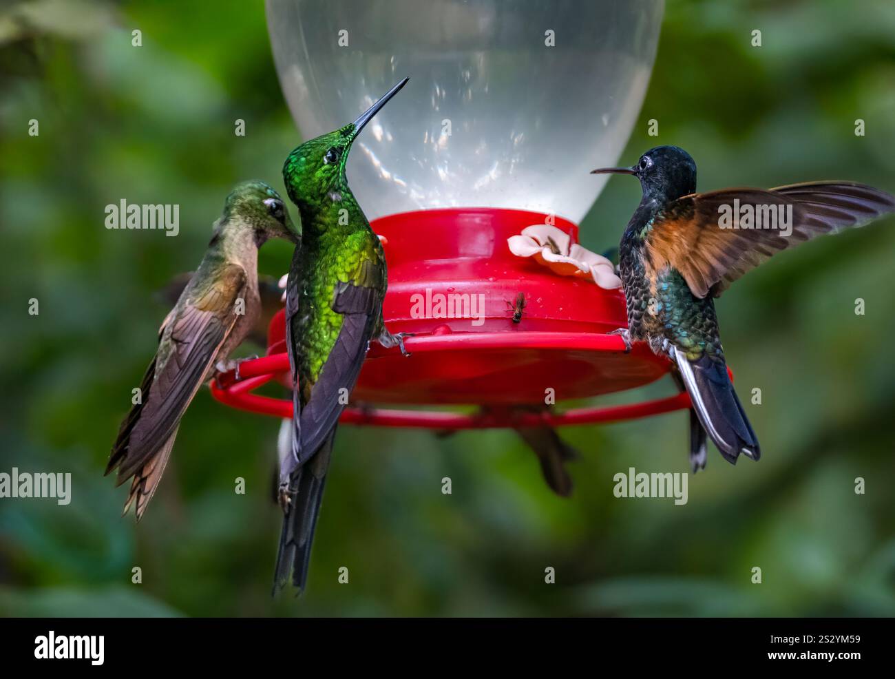 A variety of hummingbirds feeding from sugar water, Mindo cloud forest ...