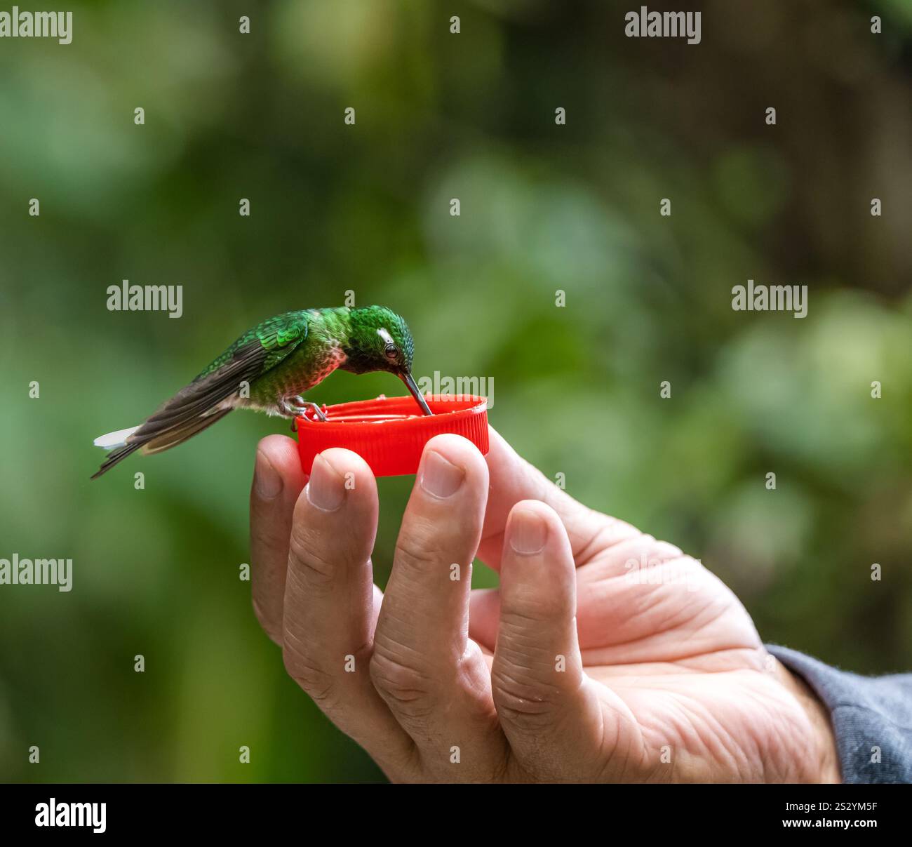 Peruvian racket-tail (Ocreatus peruanus) hummingbird feeding from hand ...
