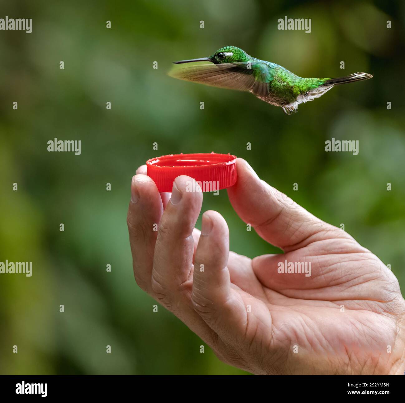 Peruvian racket-tail (Ocreatus peruanus) hummingbird in flight, Mindo ...