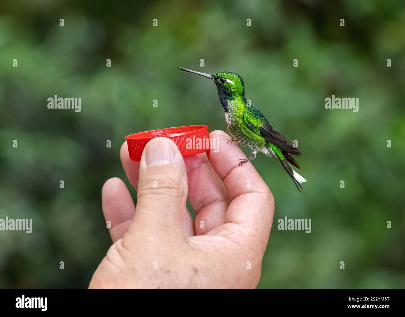Peruvian racket-tail (Ocreatus peruanus) hummingbird feeding from hand ...
