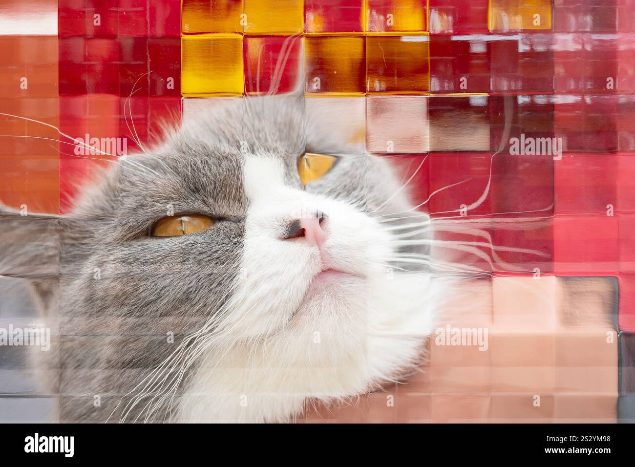 a funny cat face seen through the glass Stock Photo - Alamy