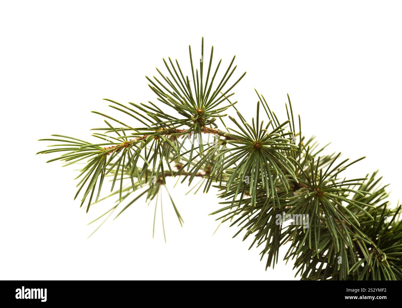 Branches of Cedrus libani, commonly known as cedar of Lebanon, isolated ...