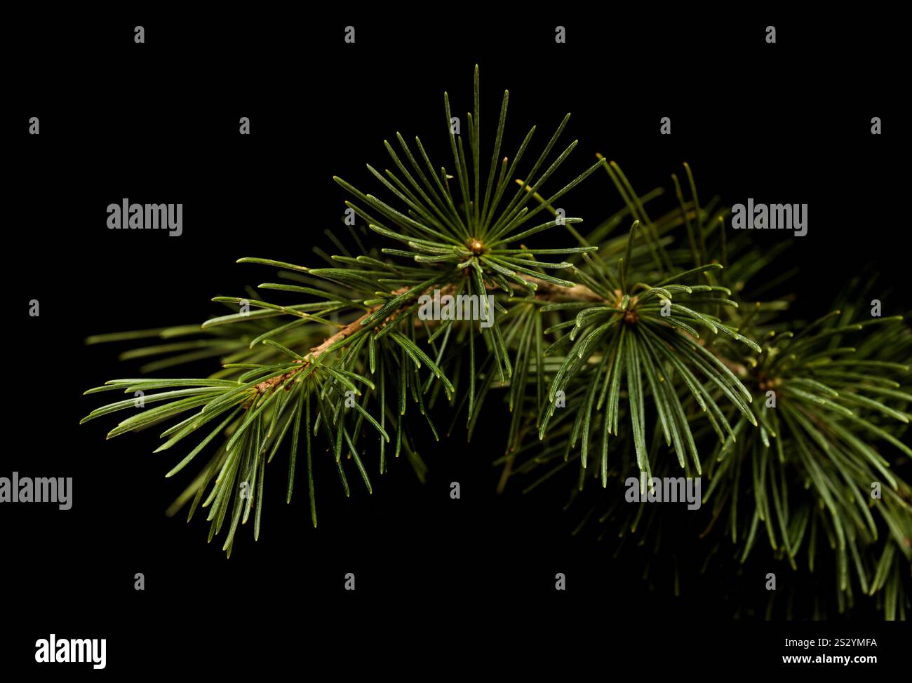 Branches of Cedrus libani, commonly known as cedar of Lebanon, isolated ...