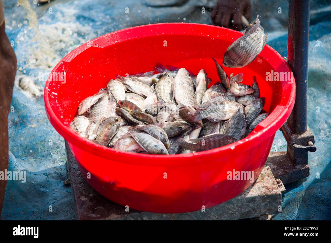 A tilapia fish is jumping out from bowl while measuring in the scale ...