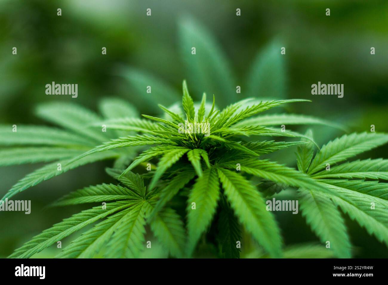 Cannabis sativa plant leaves close hi-res stock photography and images ...