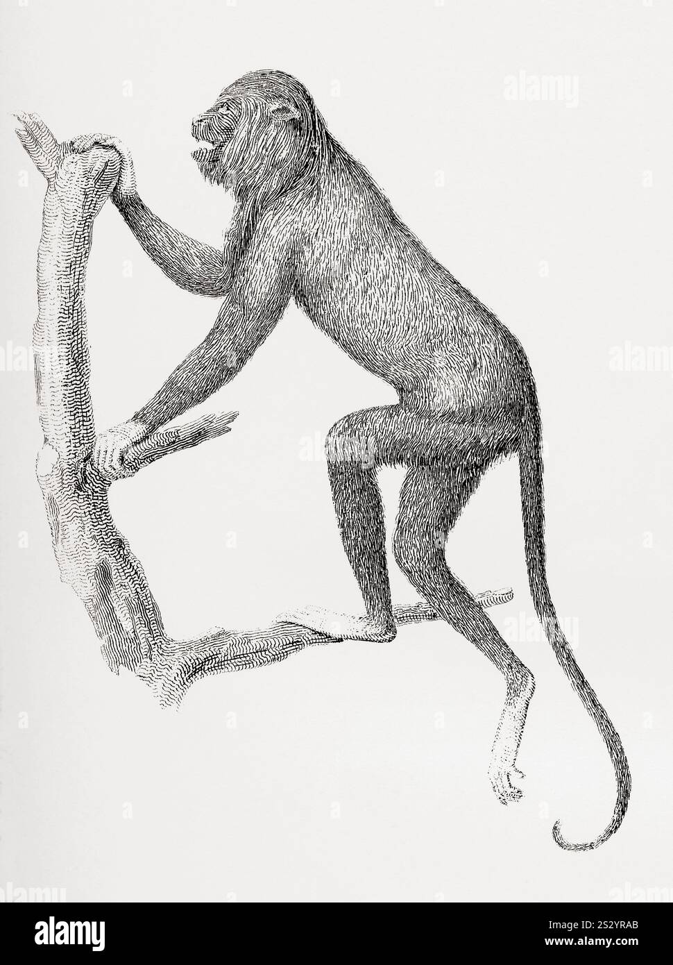 Red Howler monkey. From The National Encyclopaedia: A Dictionary of ...