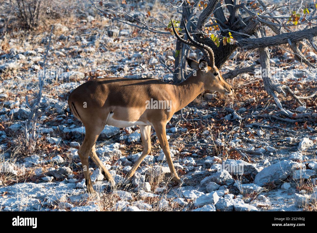 Impala in the savanna woodlands of Etosha National Park, Namibia Stock ...