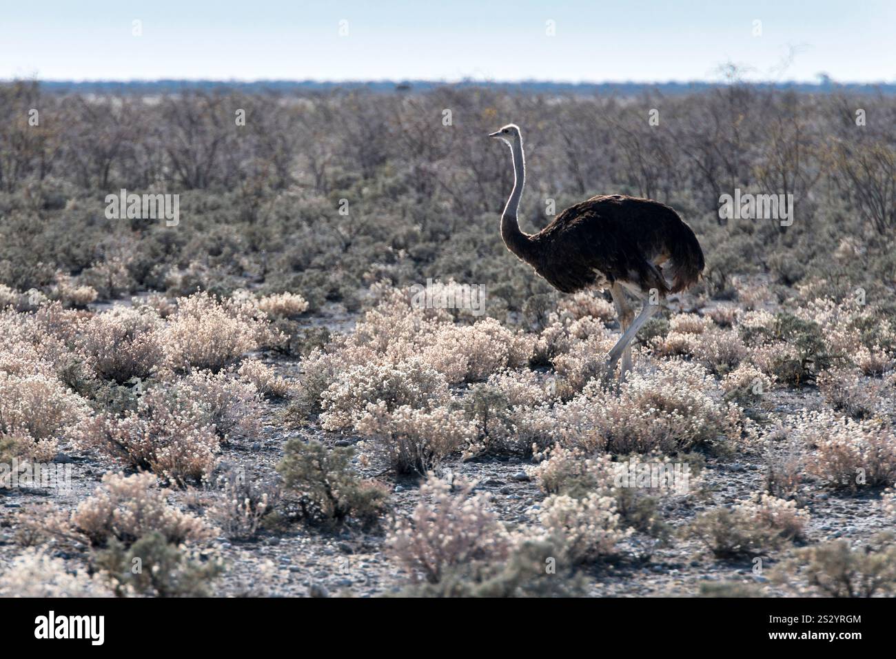 Ostrich in the dwarf shrub savanna area near the pans of Etosha ...