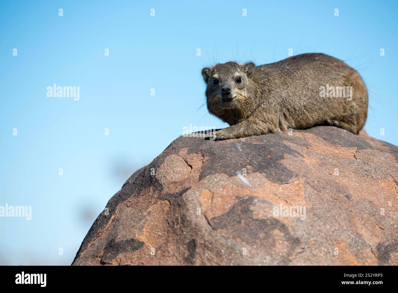 Rock hyrax in namibia hi-res stock photography and images - Alamy