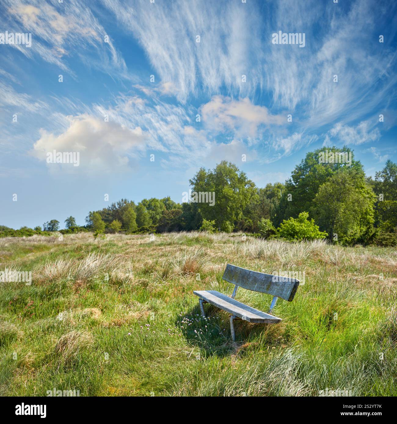 Trees, bench and environment with village in nature for sustainability ...