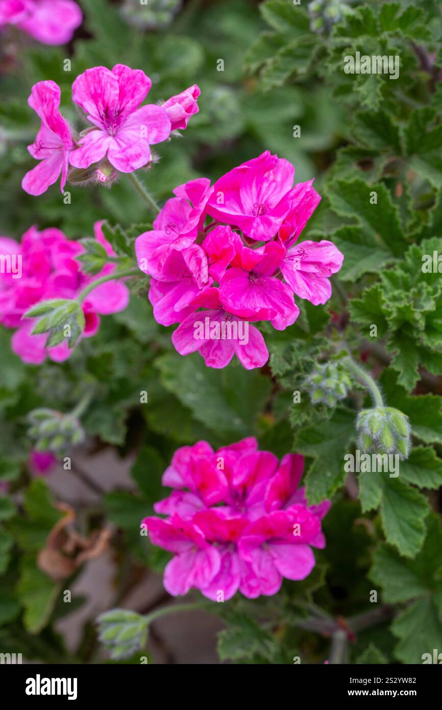 Royal pelargonium flowers - Pelargonium grandiflorum Stock Photo - Alamy