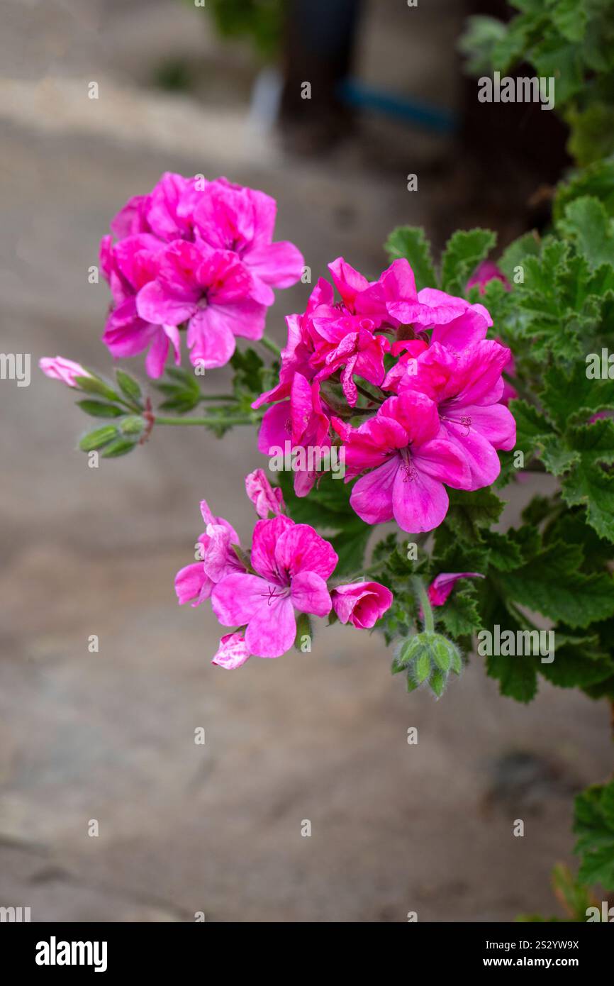 Royal pelargonium flowers - Pelargonium grandiflorum Stock Photo - Alamy