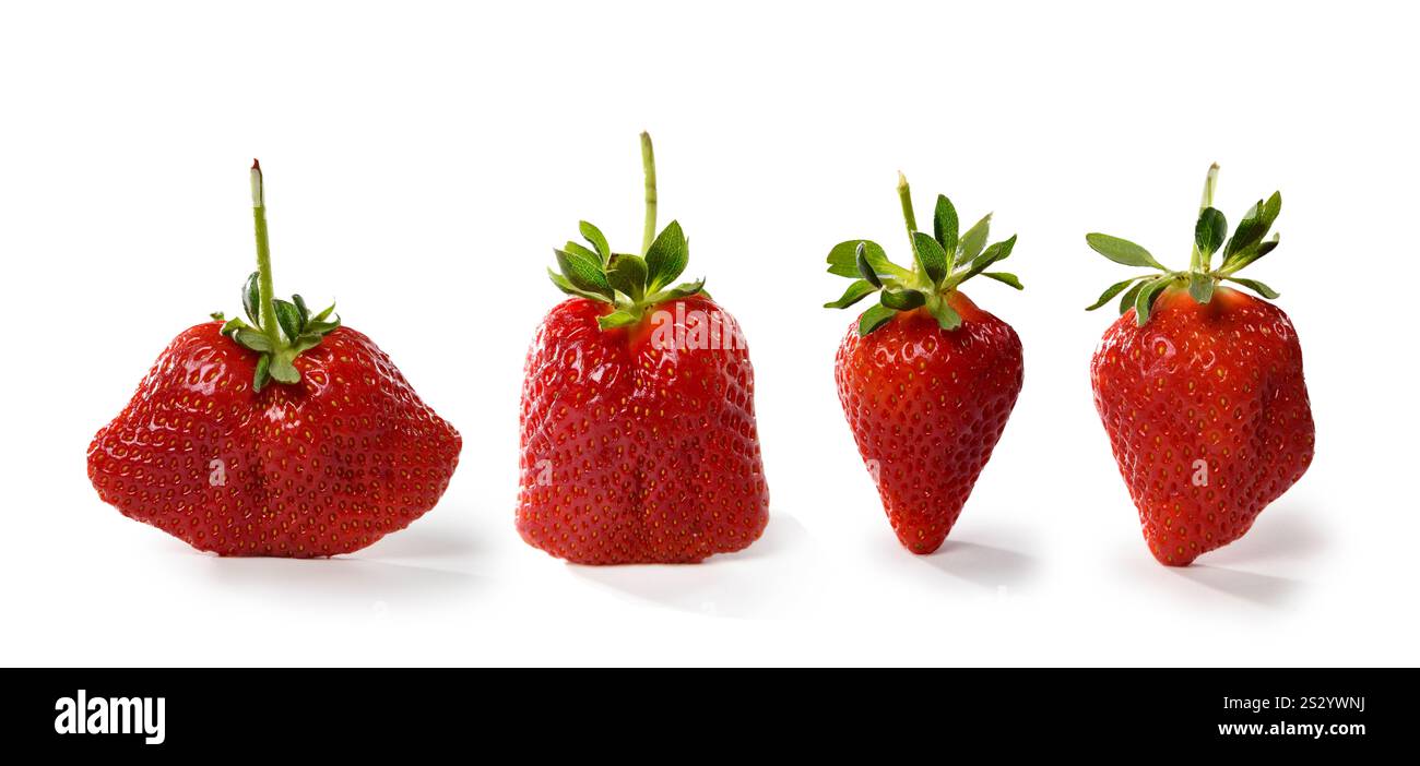 Four strawberries with different shapes and isolated on a white ...