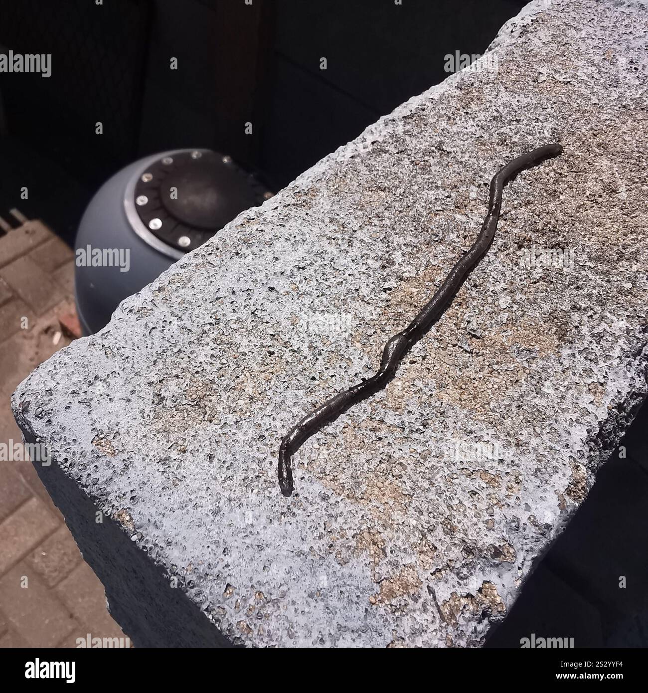 Brahminy Blindsnake (Indotyphlops braminus Stock Photo - Alamy