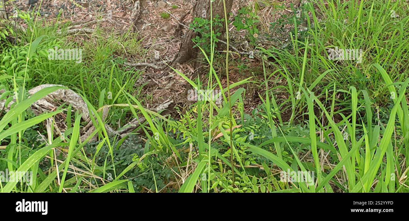 wonga vine (Pandorea pandorana Stock Photo - Alamy