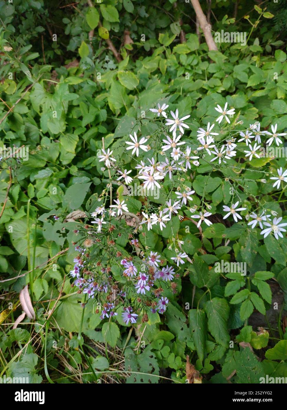 Common Blue Wood Aster (Symphyotrichum cordifolium Stock Photo - Alamy
