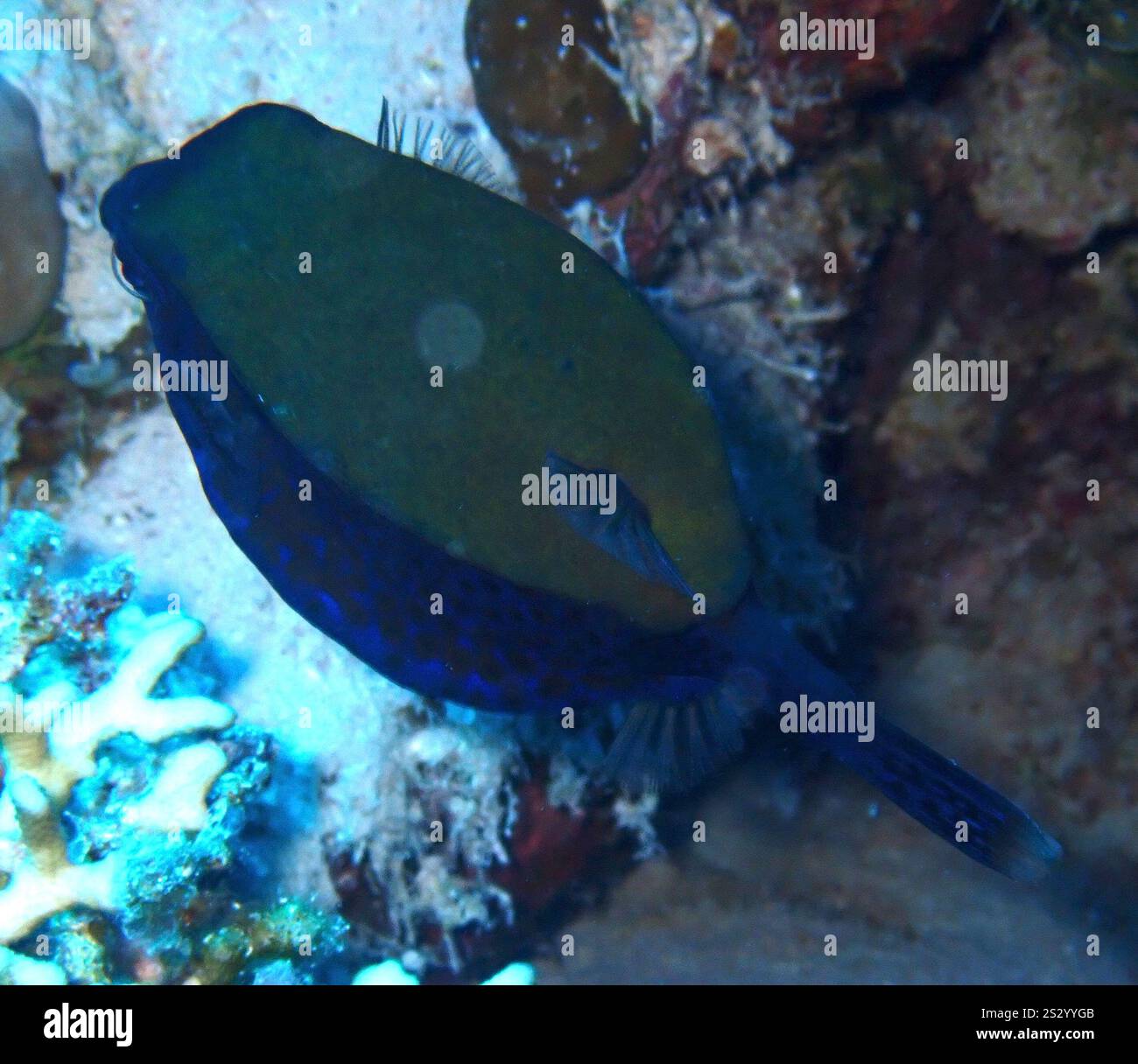 Bluetail Boxfish (Ostracion cyanurus Stock Photo - Alamy