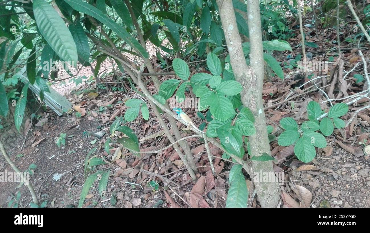 Vietnamese Blue Crested Lizard (Calotes bachae Stock Photo - Alamy