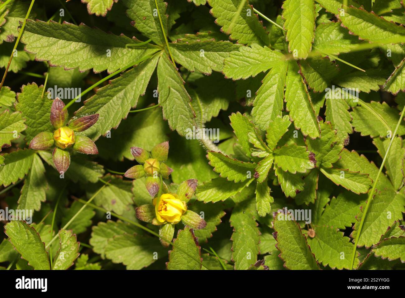 Creeping cinquefoil (Potentilla reptans Stock Photo - Alamy