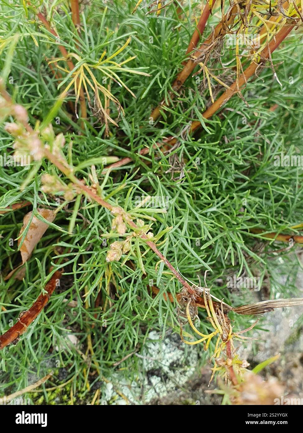 Field Sagewort (Artemisia campestris Stock Photo - Alamy