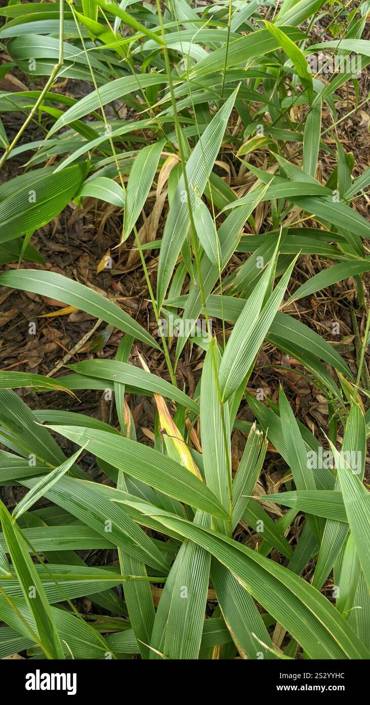 Palmgrass (Setaria palmifolia Stock Photo - Alamy