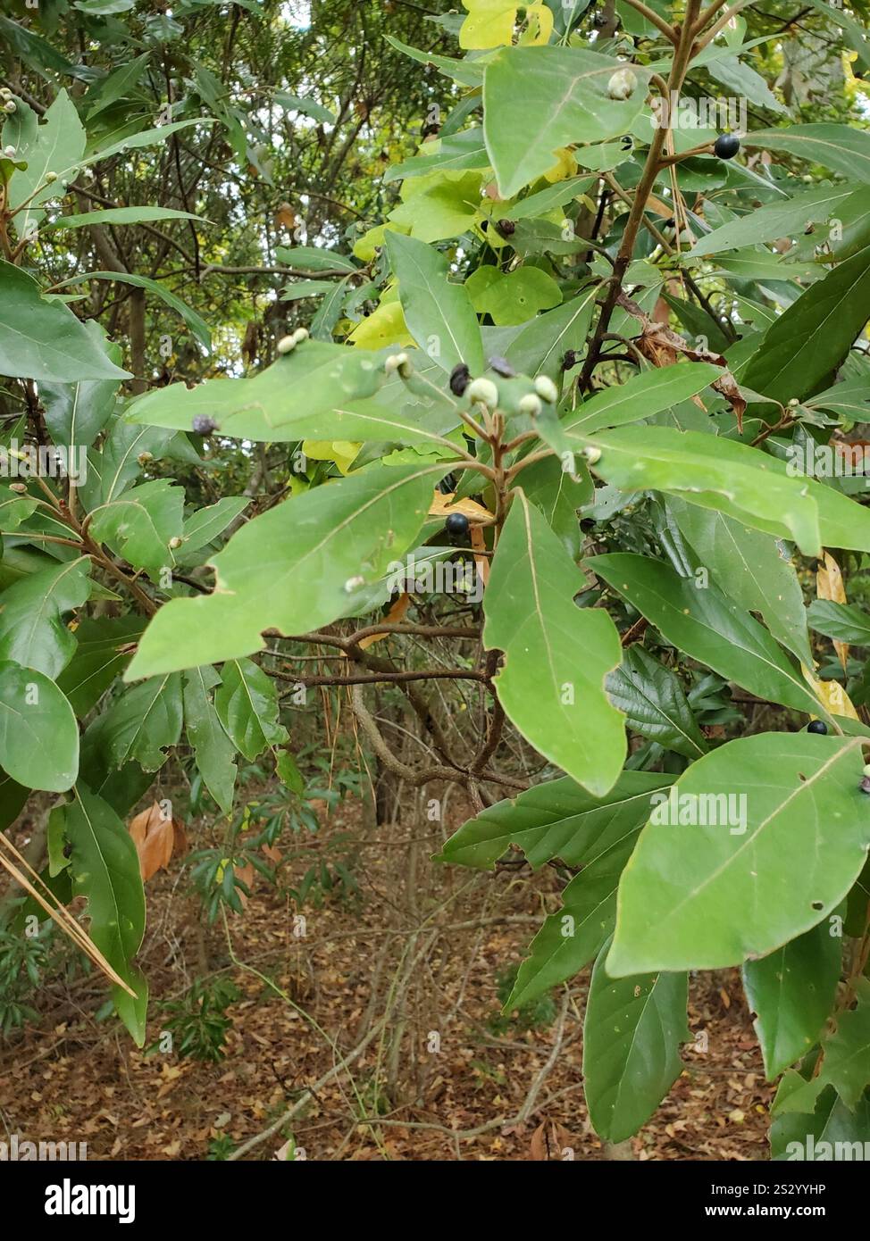 Swamp Bay (Persea palustris Stock Photo - Alamy