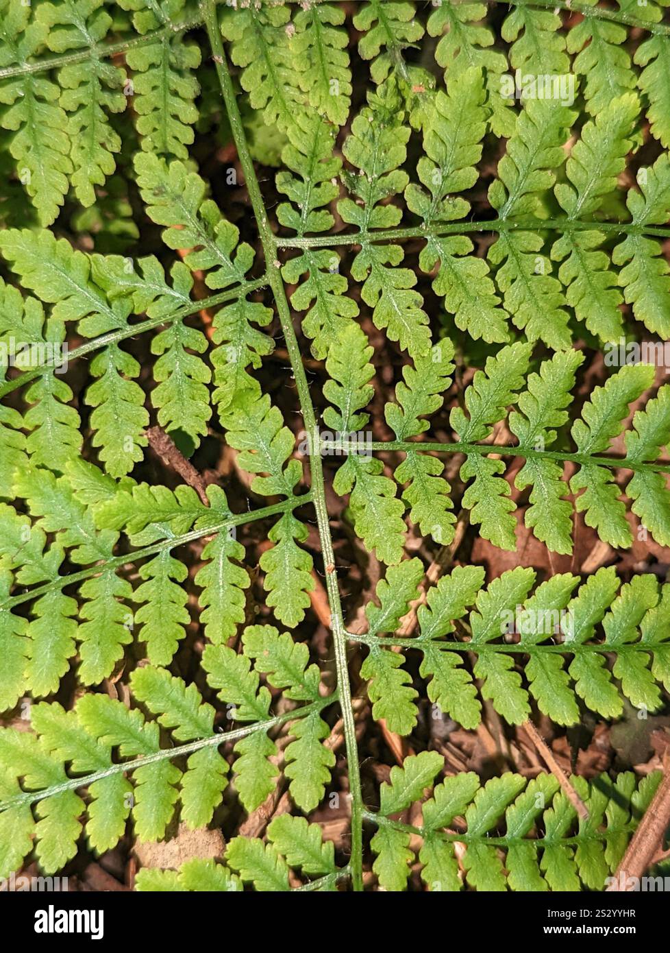 Creeping bramble fern hi-res stock photography and images - Alamy