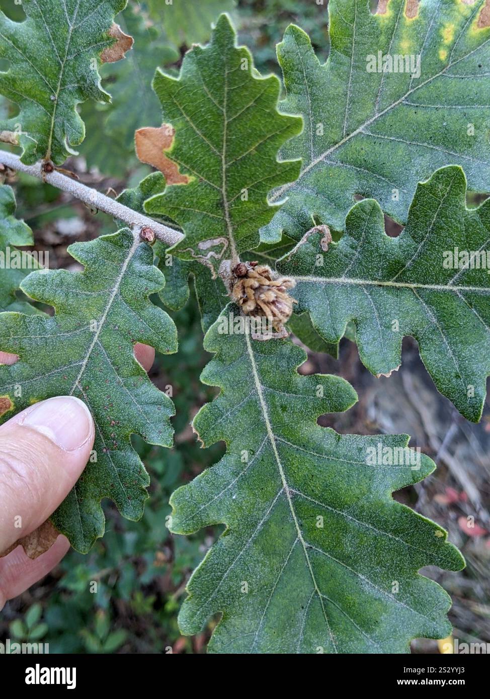 downy oak (Quercus pubescens Stock Photo - Alamy