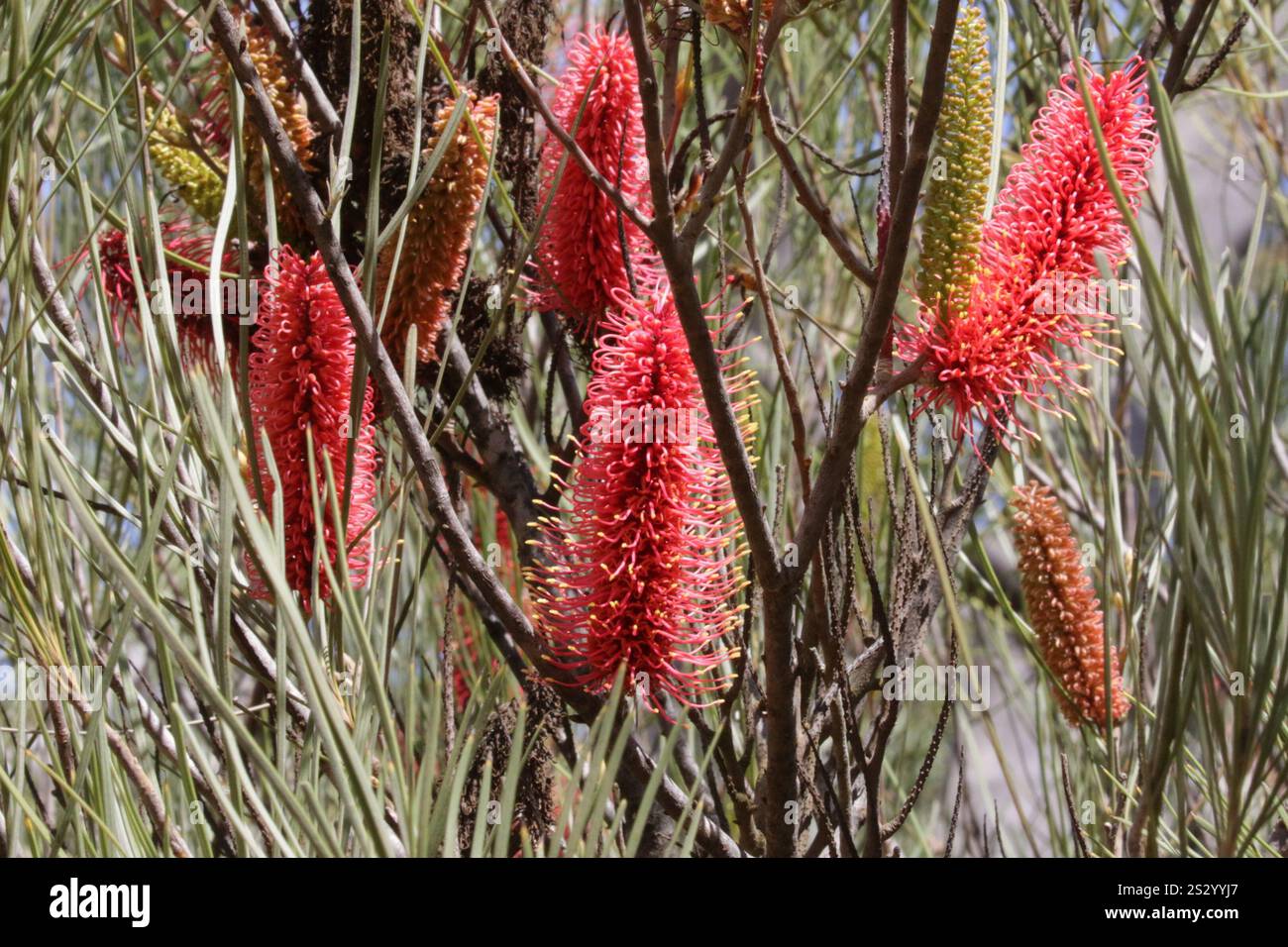 Emu Tree (Hakea francisiana Stock Photo - Alamy