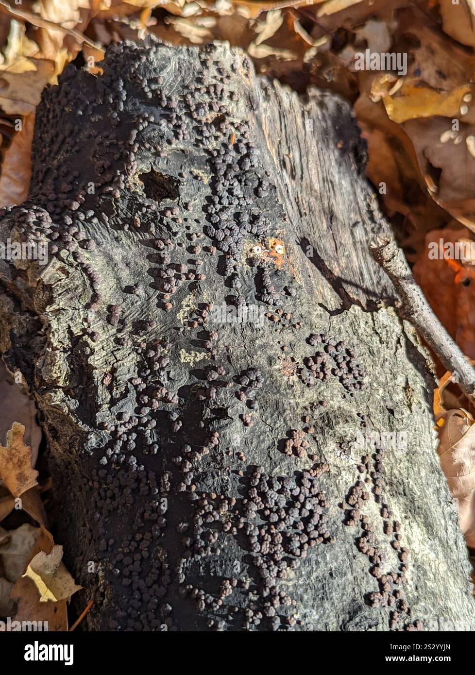 Beech Woodwart (Hypoxylon fragiforme Stock Photo - Alamy