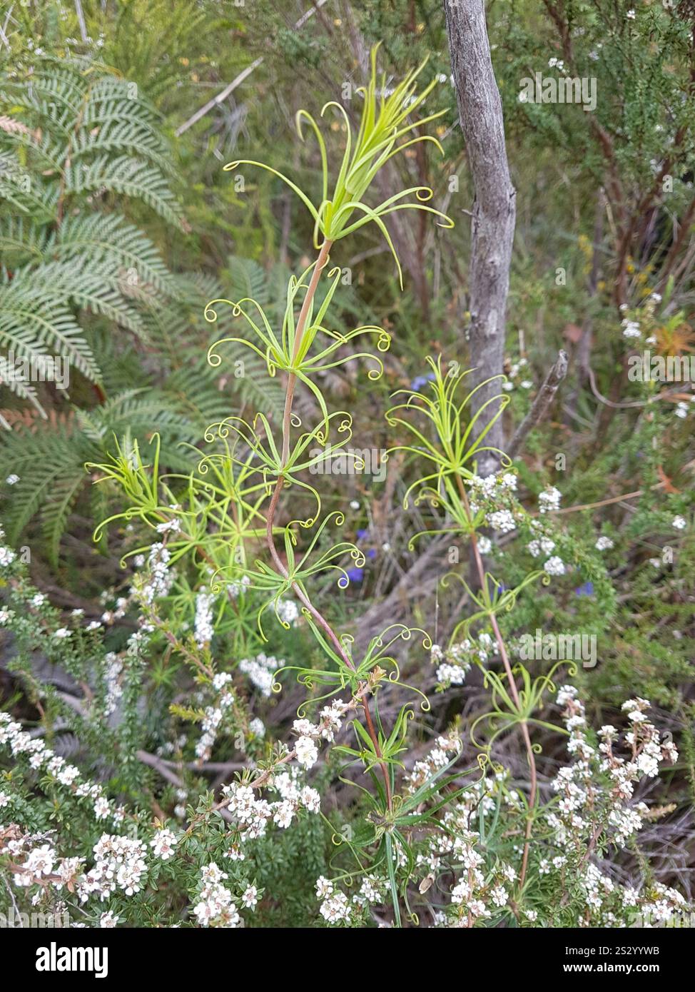 Climbing Triggerplant (Stylidium scandens Stock Photo - Alamy