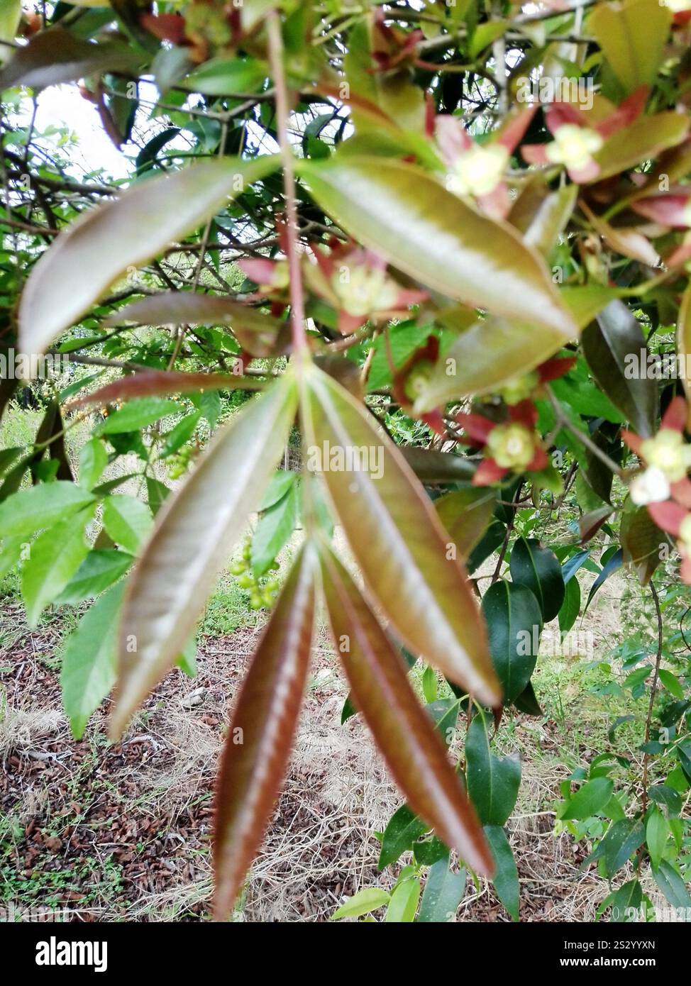 myrtle family (Myrtaceae Stock Photo - Alamy