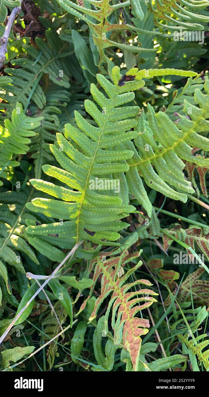 common polypody (Polypodium vulgare Stock Photo - Alamy