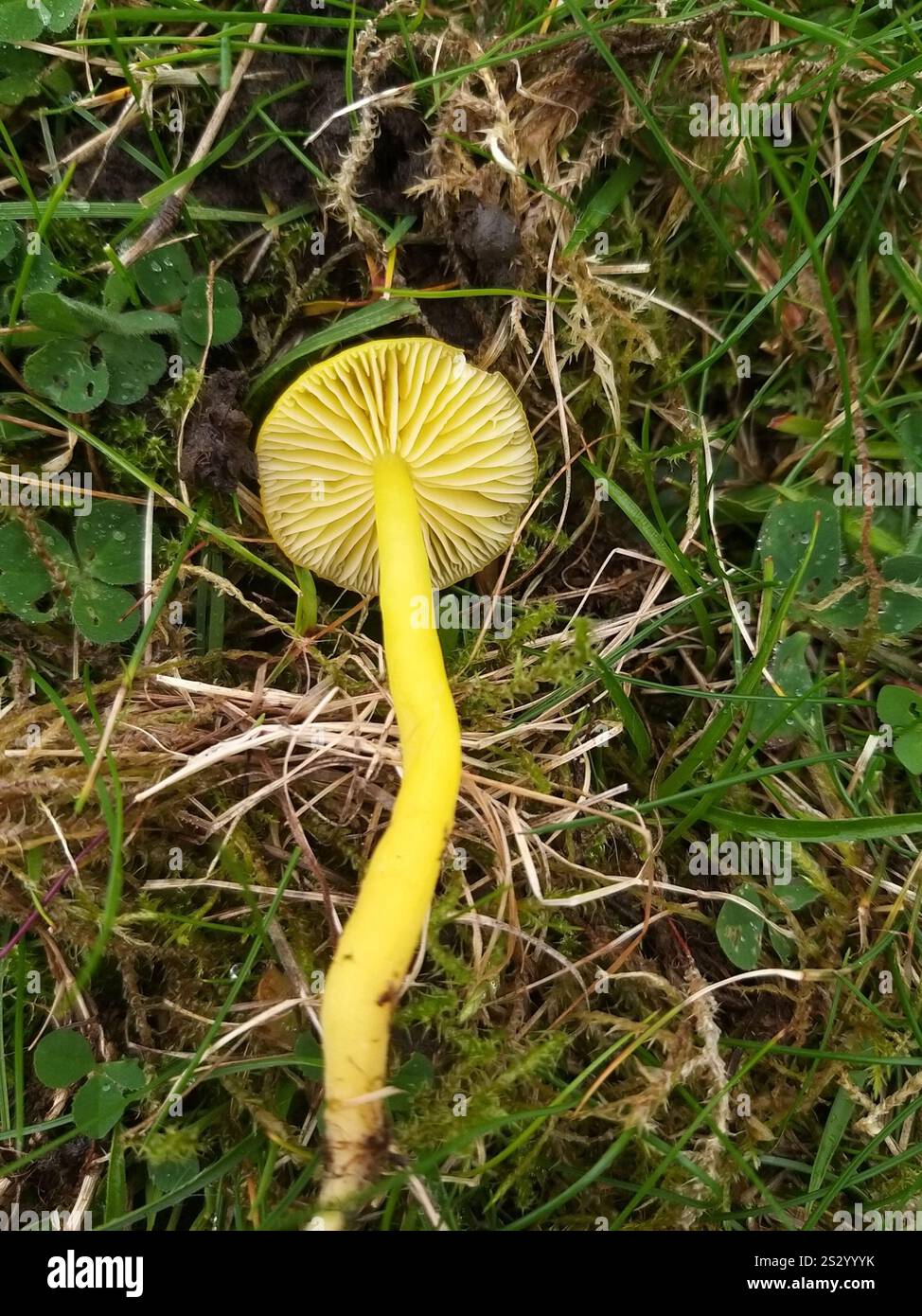 Butter Waxcap (Hygrocybe ceracea Stock Photo - Alamy