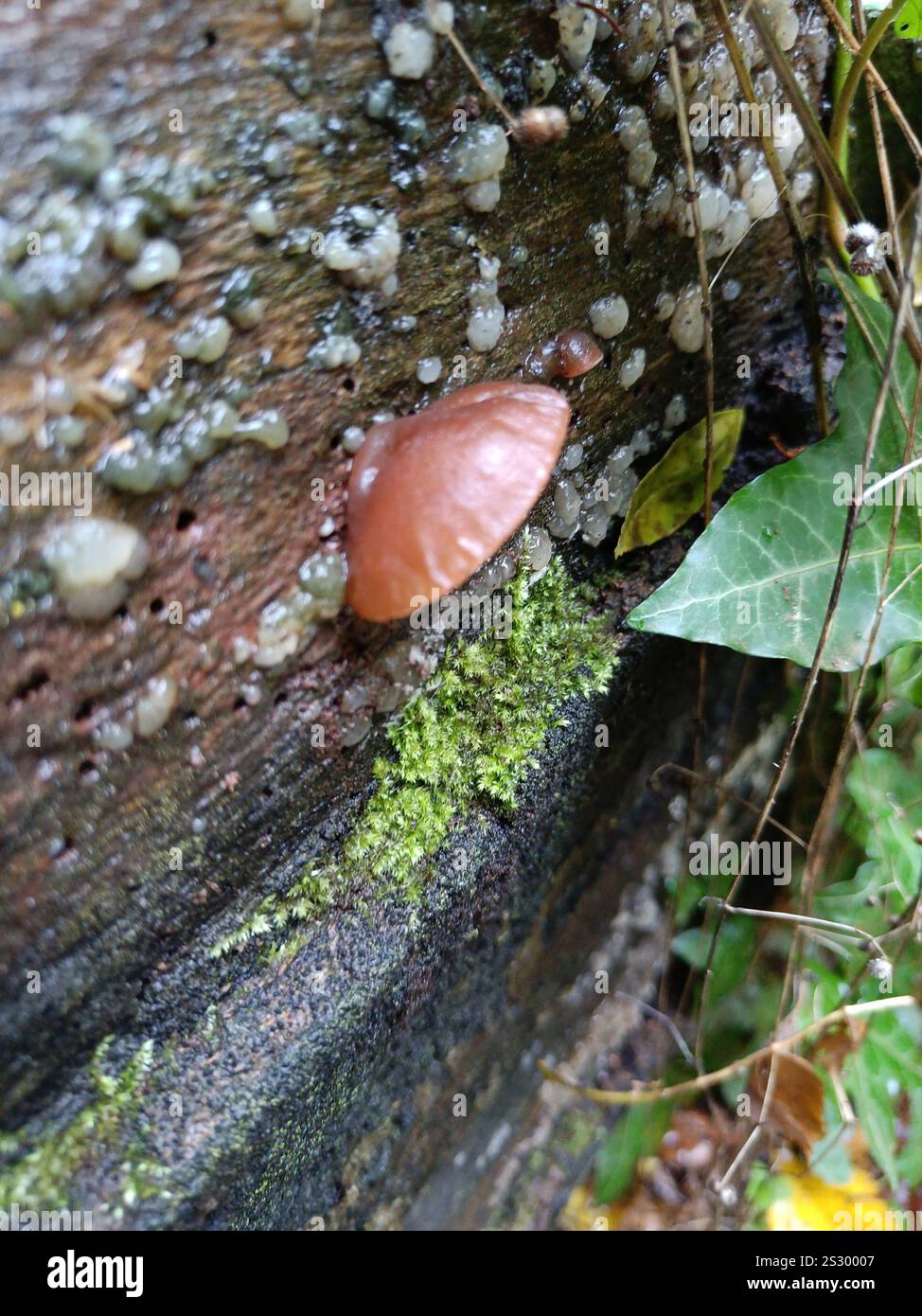 Jelly Ear (Auricularia auricula-judae Stock Photo - Alamy