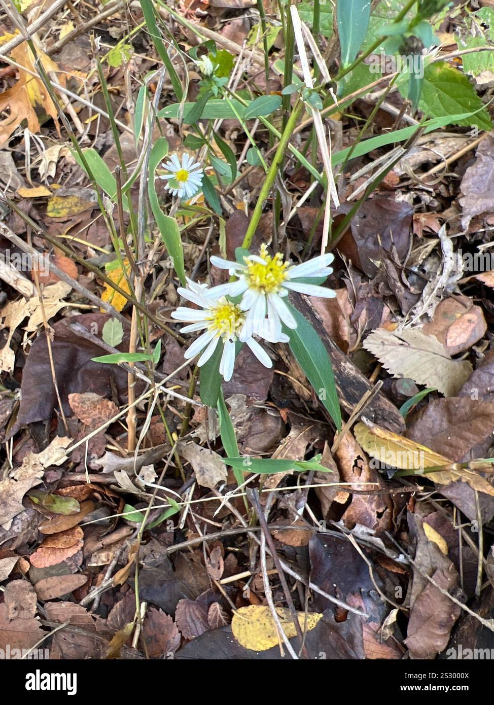 panicled aster (Symphyotrichum lanceolatum Stock Photo - Alamy
