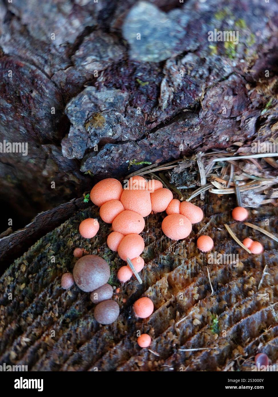Wolf's Milk (Lycogala epidendrum Stock Photo - Alamy