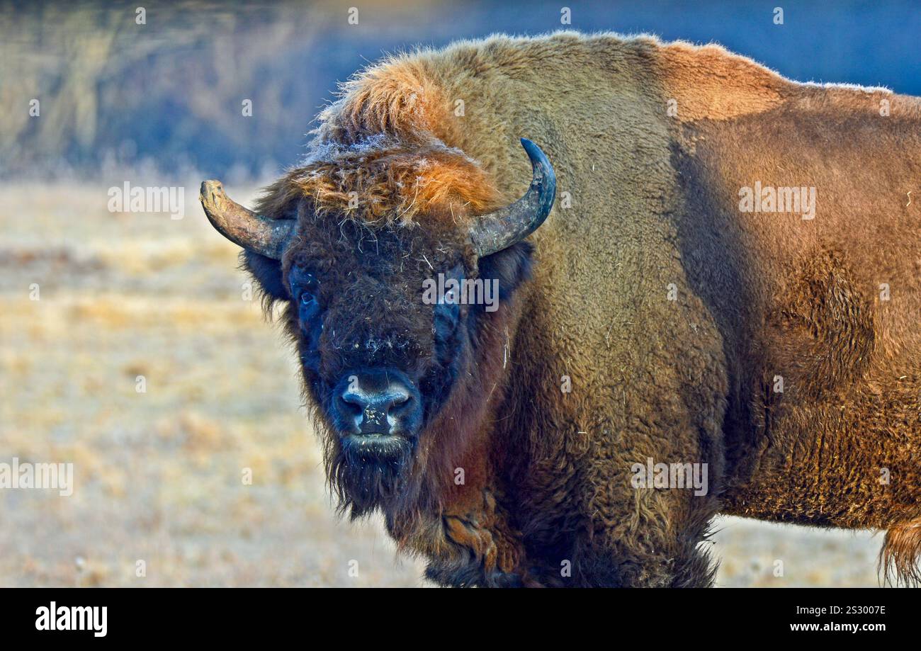 The European bison (Bison bonasus) is the heaviest and rearly wild land ...