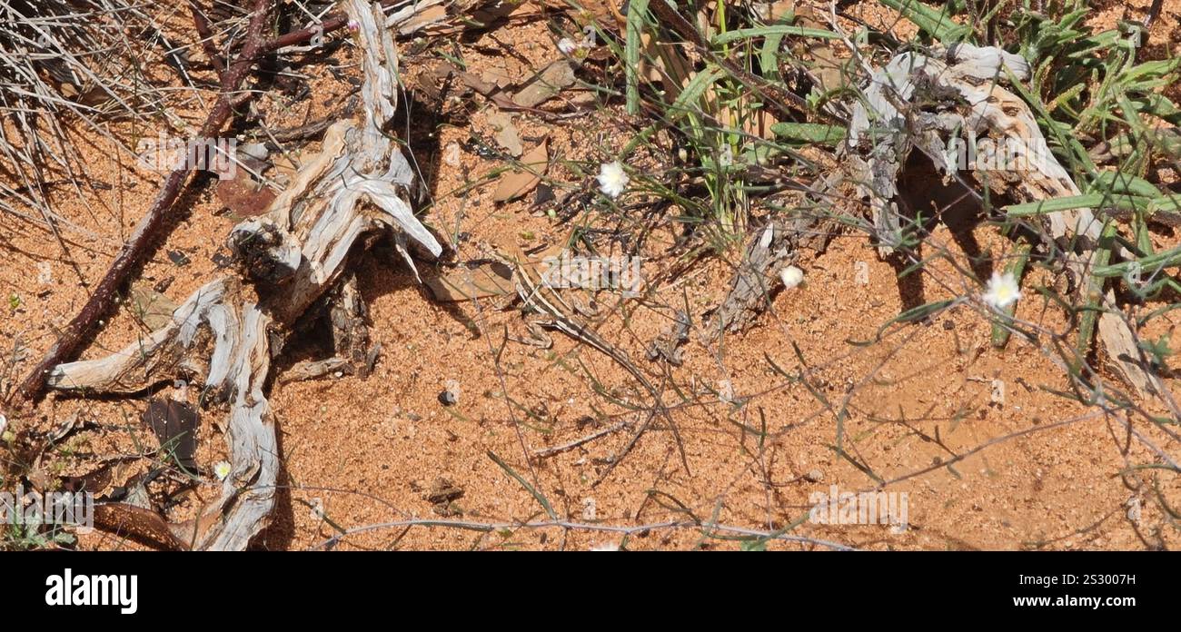 eastern mallee dragon (Ctenophorus spinodomus Stock Photo - Alamy