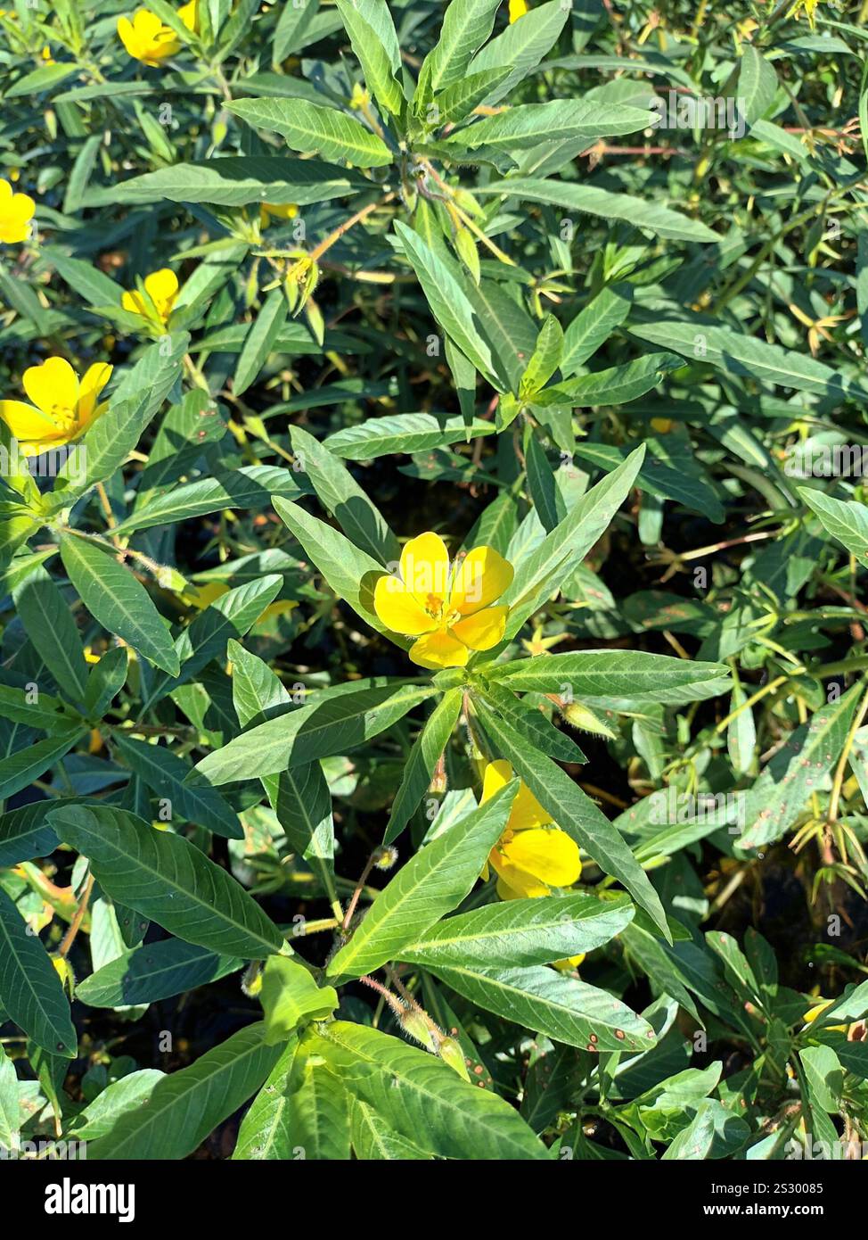 large-flowered primrose-willow (Ludwigia grandiflora Stock Photo - Alamy