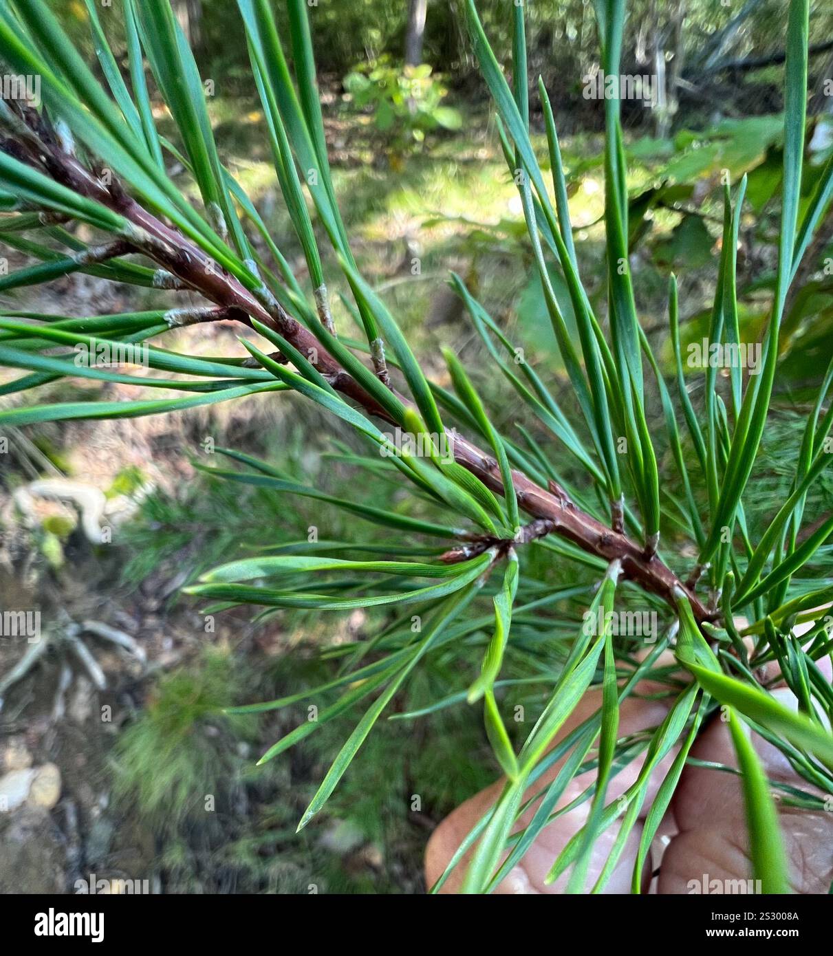 Virginia pine (Pinus virginiana Stock Photo - Alamy