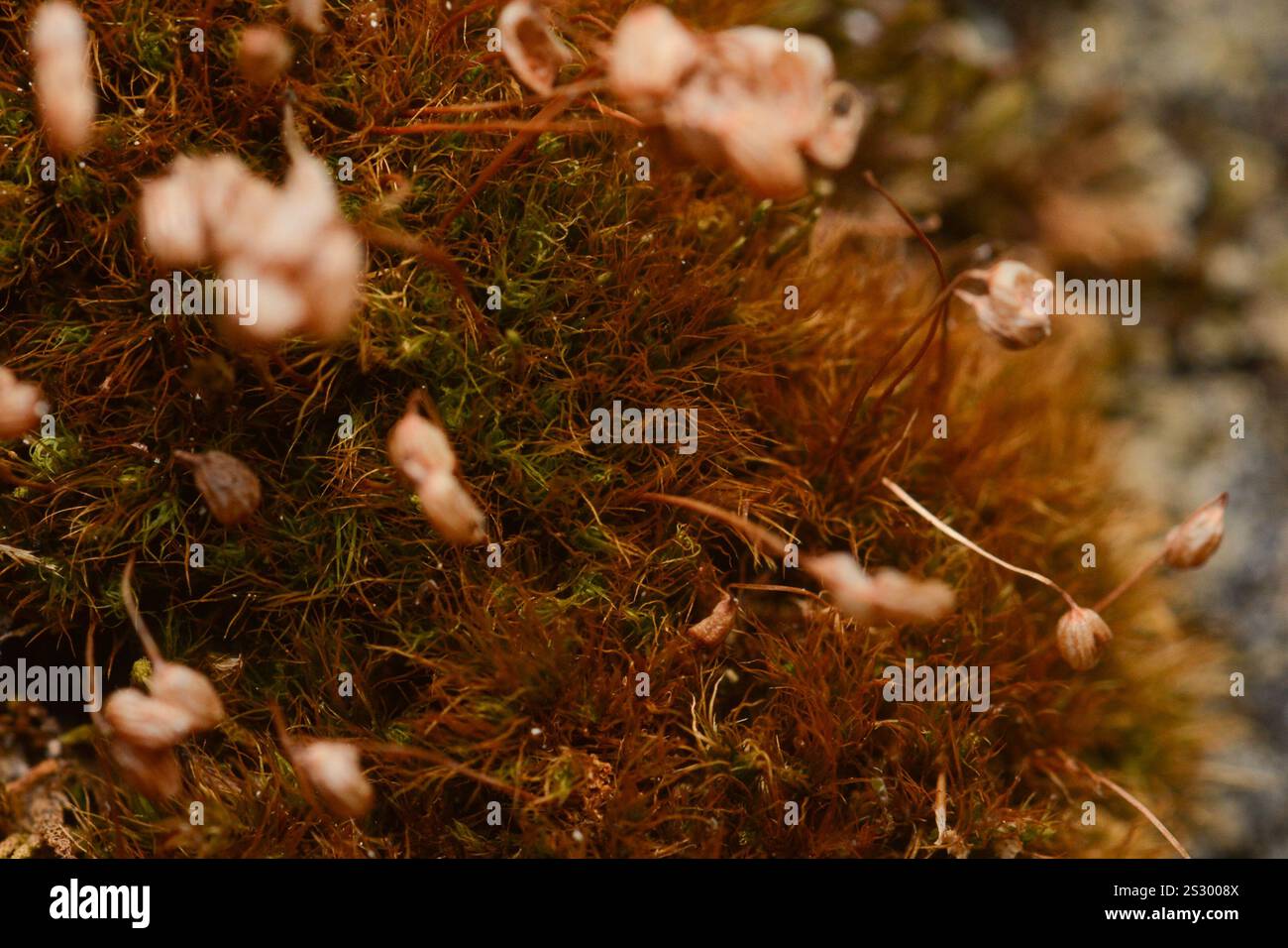 Common Apple-moss (Bartramia pomiformis Stock Photo - Alamy