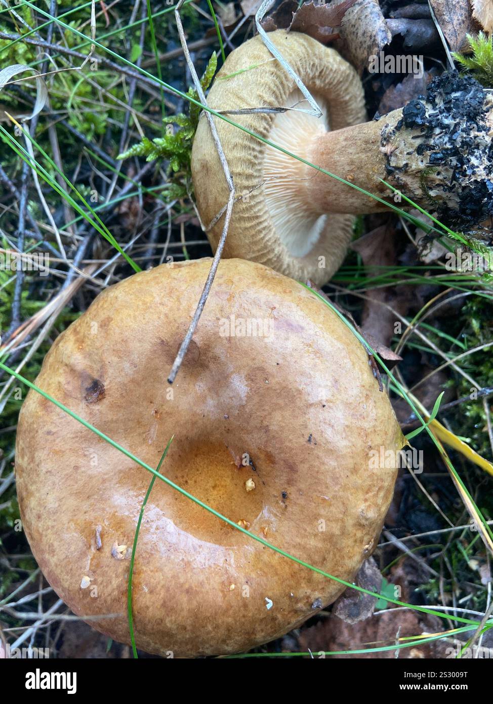 Brown Roll-Rim (Paxillus involutus Stock Photo - Alamy