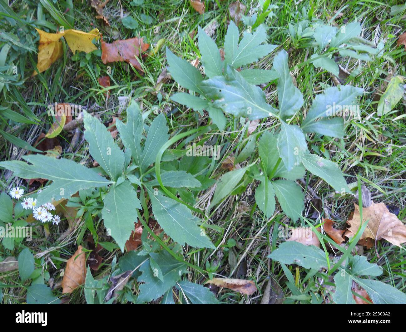 cutleaf coneflower (Rudbeckia laciniata Stock Photo - Alamy