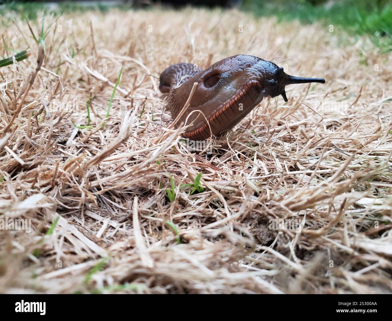 Arion Slugs (Arion Stock Photo - Alamy