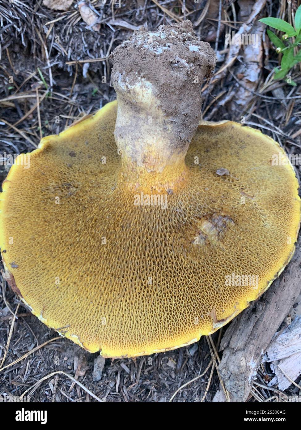 Slippery Jacks (Suillus Stock Photo - Alamy