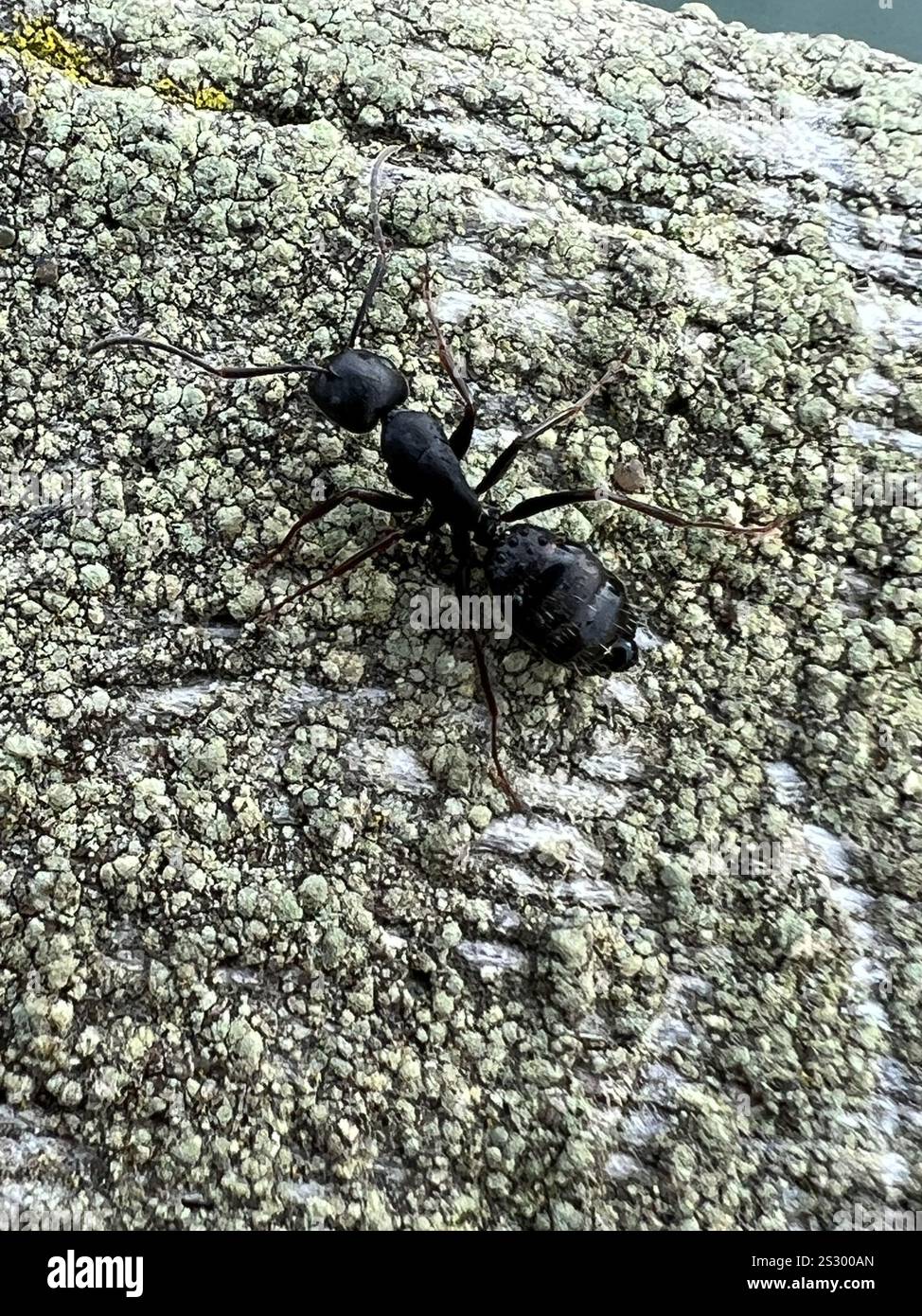 Western Black Carpenter Ant (Camponotus modoc Stock Photo - Alamy
