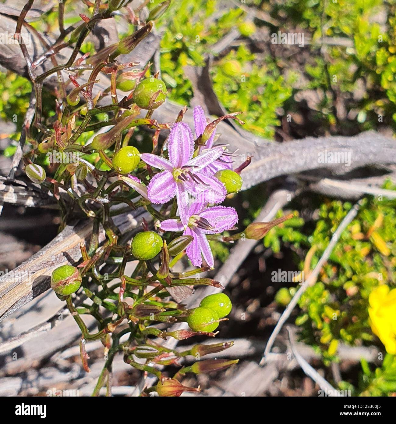 Twining Fringe-lily (Thysanotus patersonii Stock Photo - Alamy