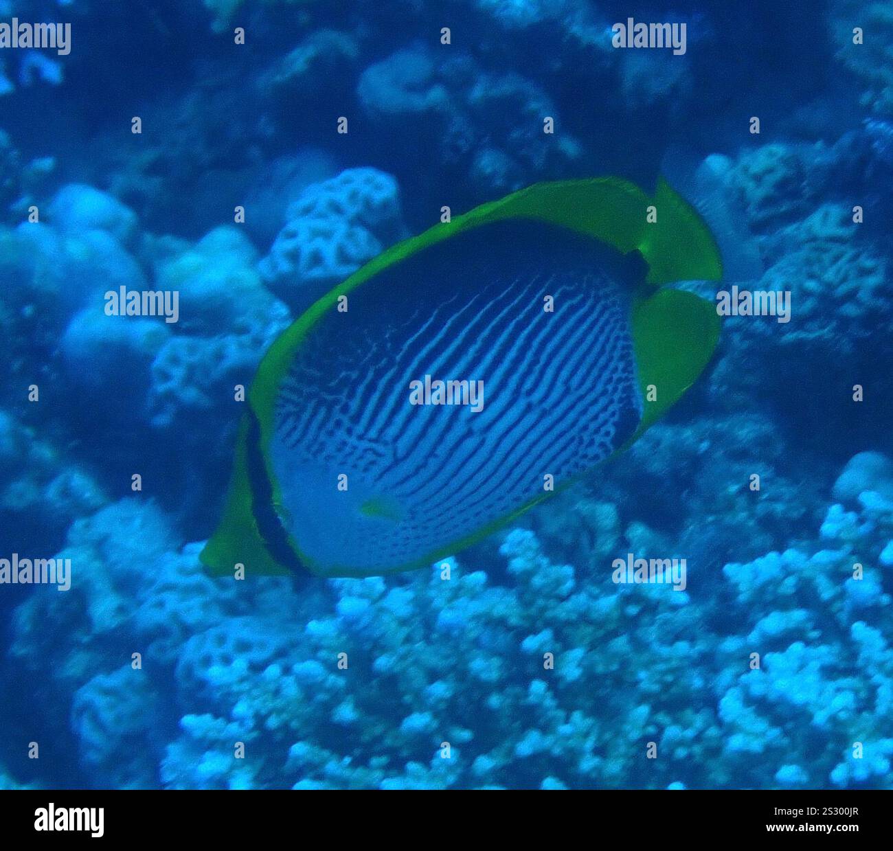 Blackback Butterflyfish (Chaetodon melannotus Stock Photo - Alamy
