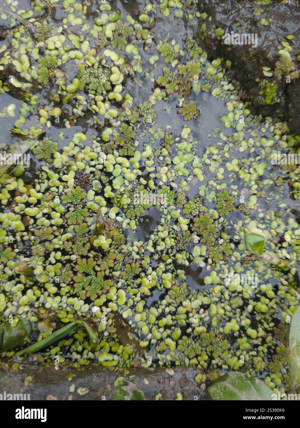 water fern (Azolla filiculoides Stock Photo - Alamy